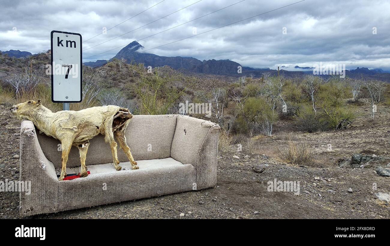 Closeup view of a dead sheep on a couch in the middle of nowhere and a ...