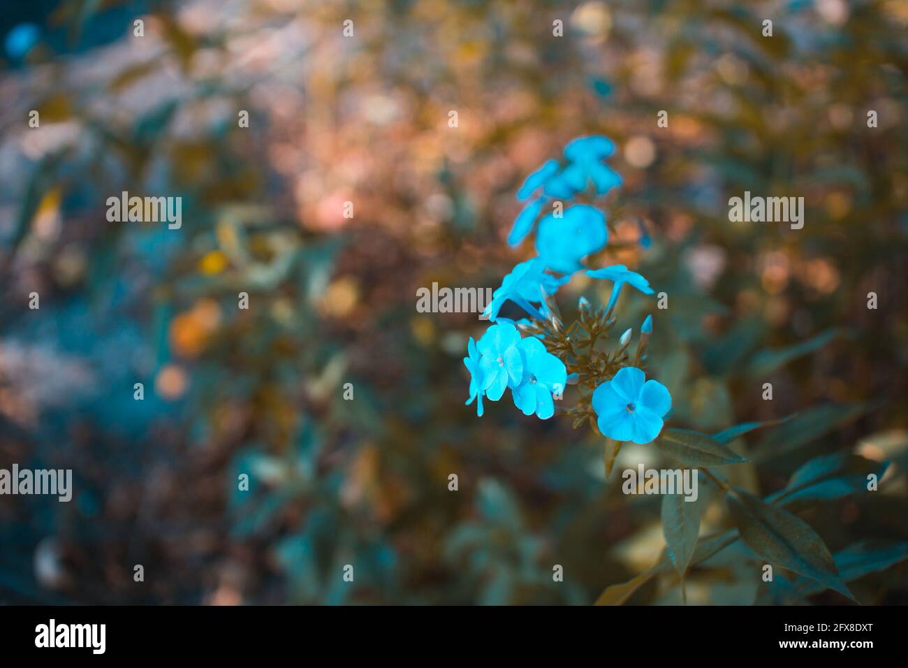 Blue little floret close-up at dark blurred background. Flowering ...