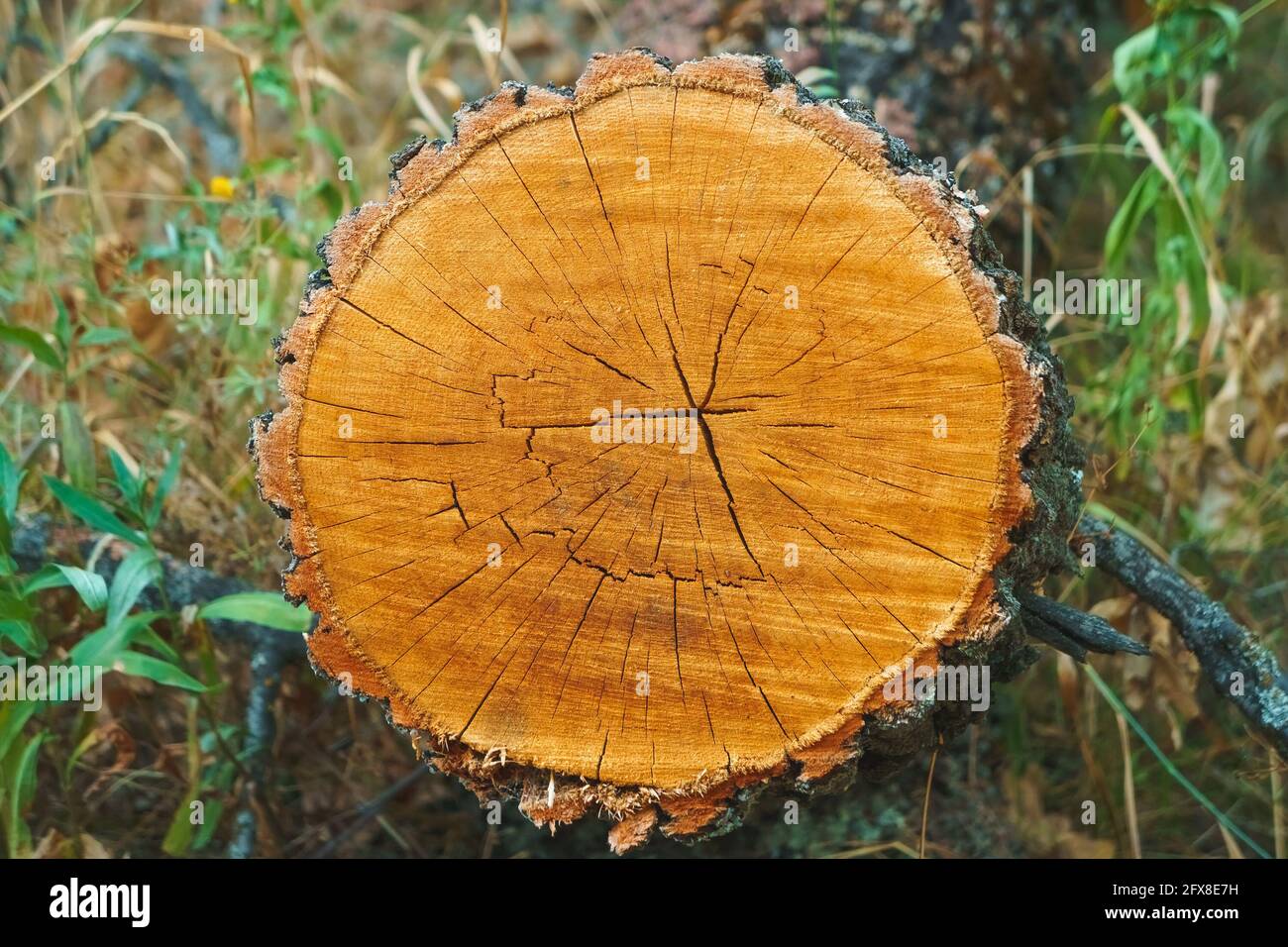 Sawn trees from forest. Logging timber wood industry. Log trunk ...