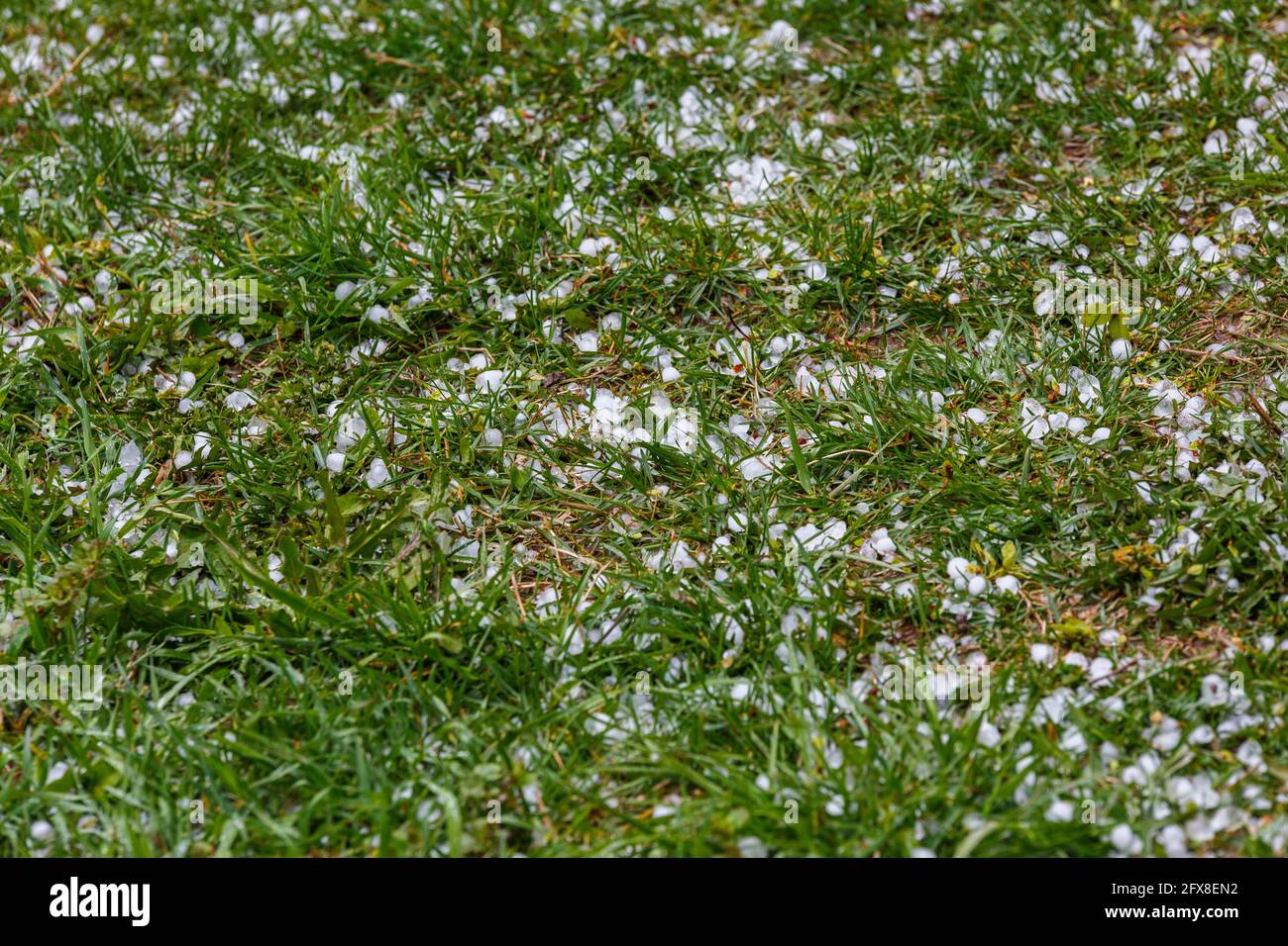 White ice hail on the green grass after summer storm at daylight Stock ...
