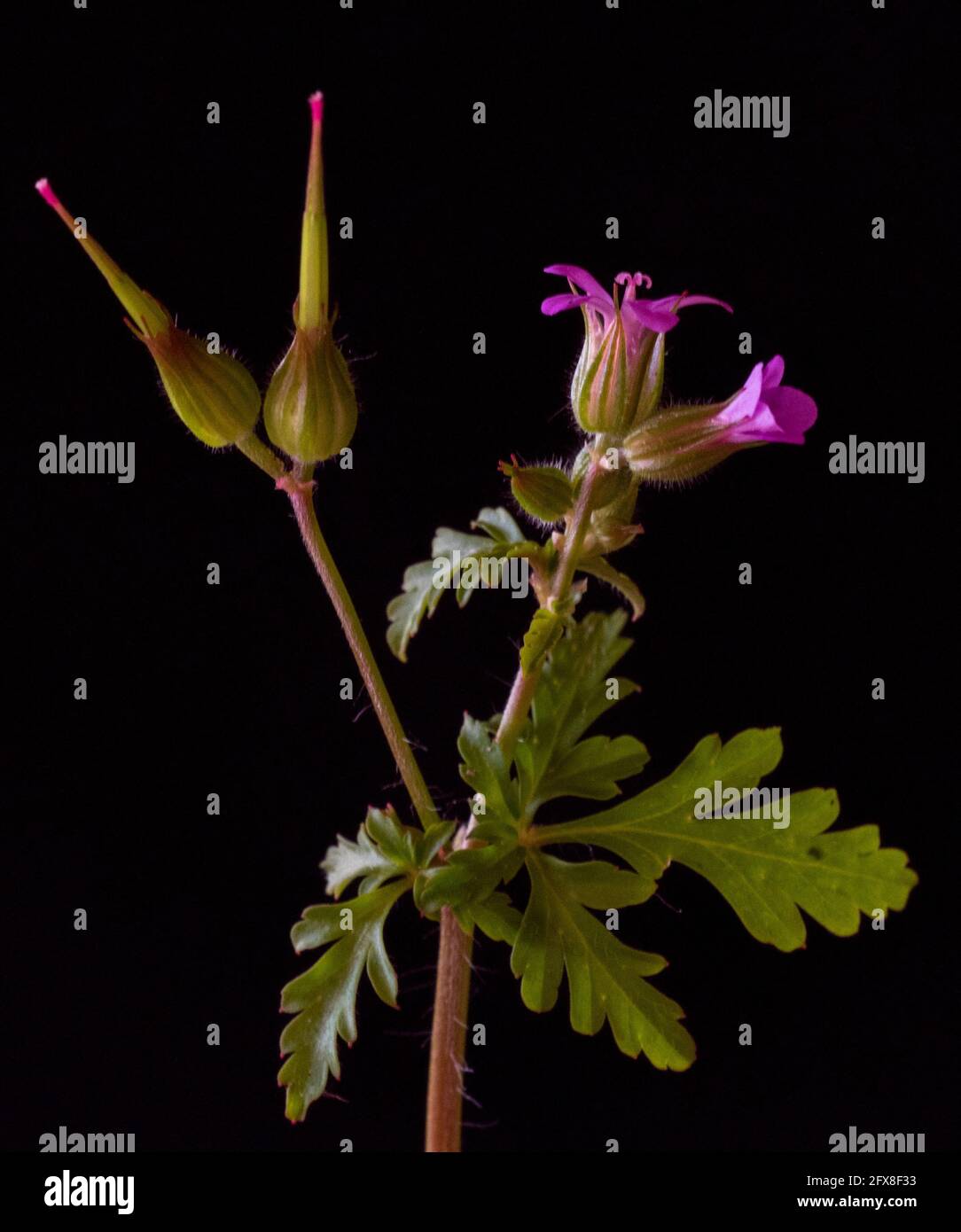 Fiore selvatico hi-res stock photography and images - Alamy