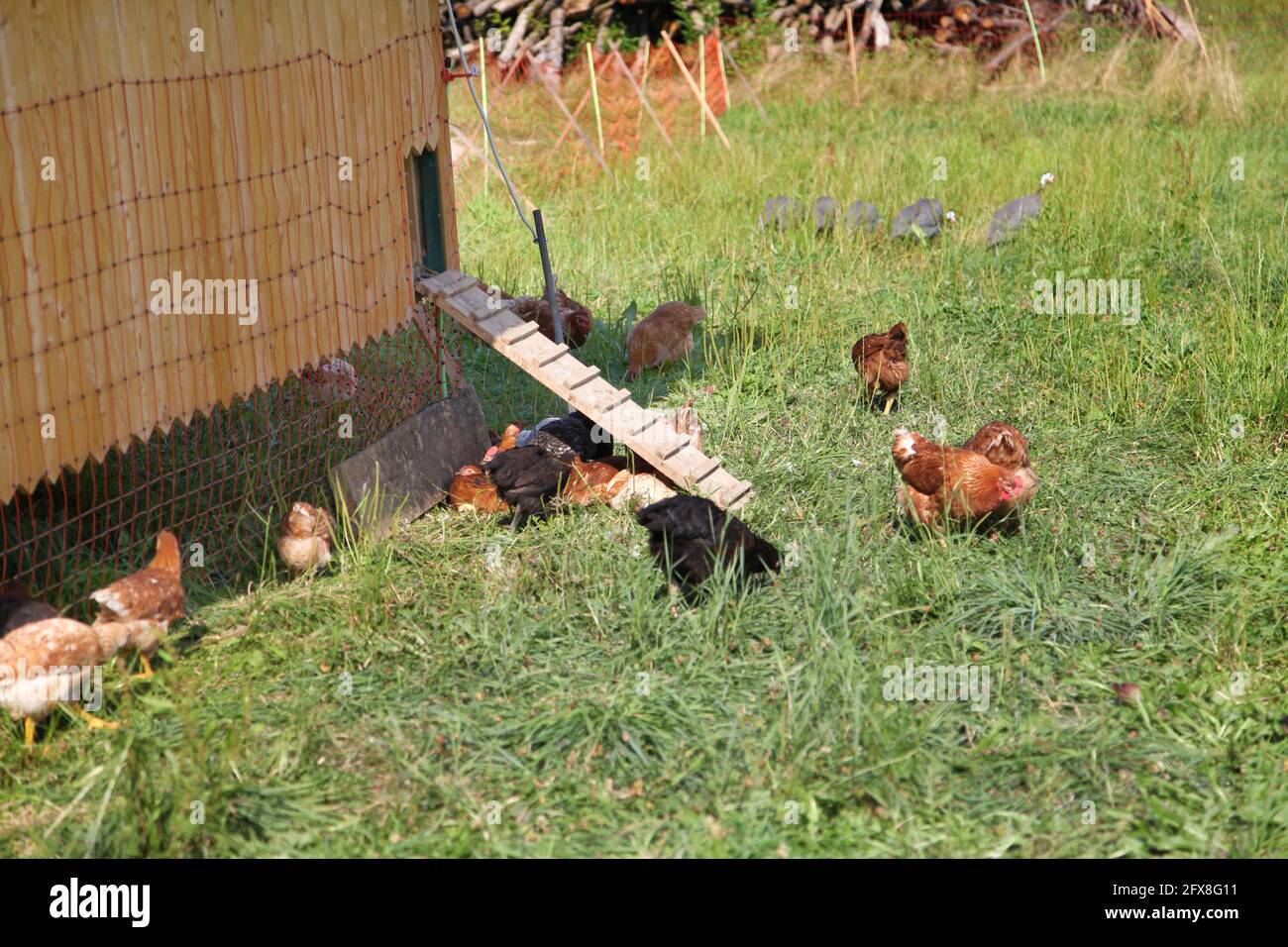 Flock of chickens on the farm Stock Photo - Alamy