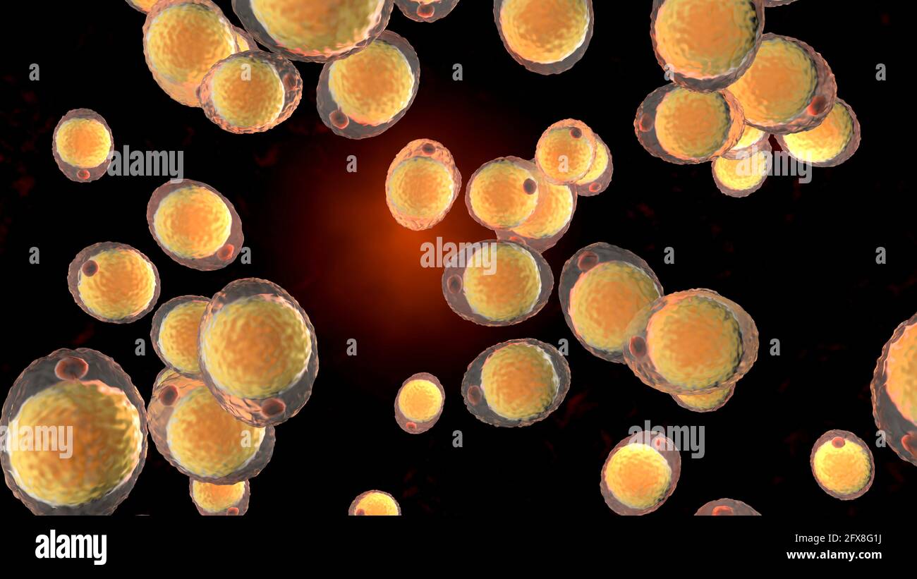 Human fat cells magnification hi-res stock photography and images - Alamy