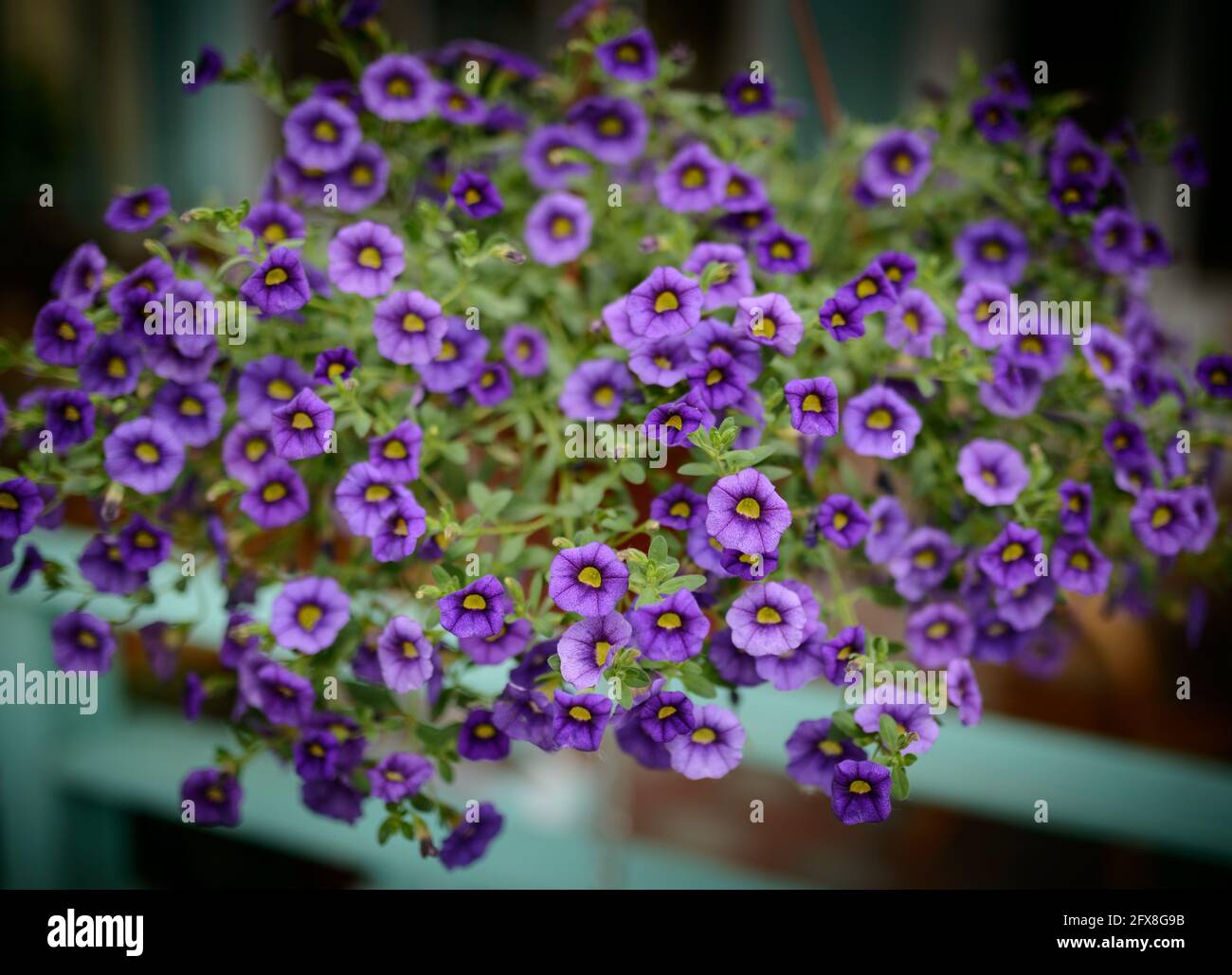 Purple flowers of calibrachoa in the garden. Selective focus with ...