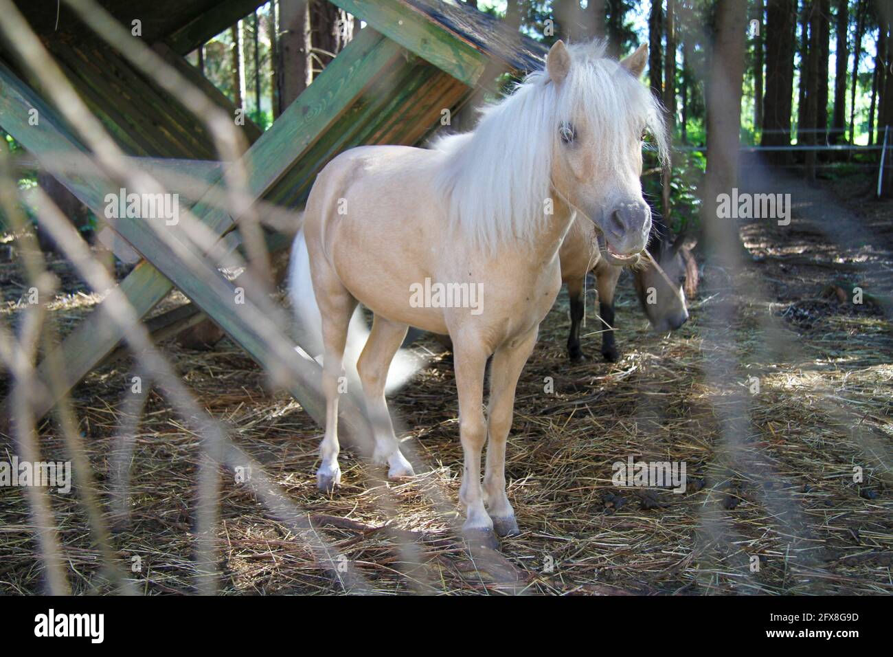 Cute small white pony in the farmland Stock Photo - Alamy