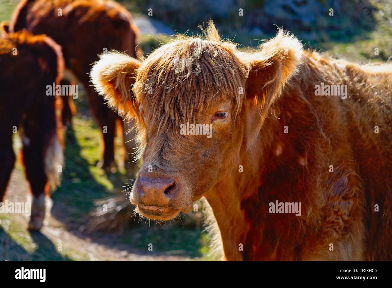 A young Highland Cow in the Derbyshire countryside on a bright spring ...