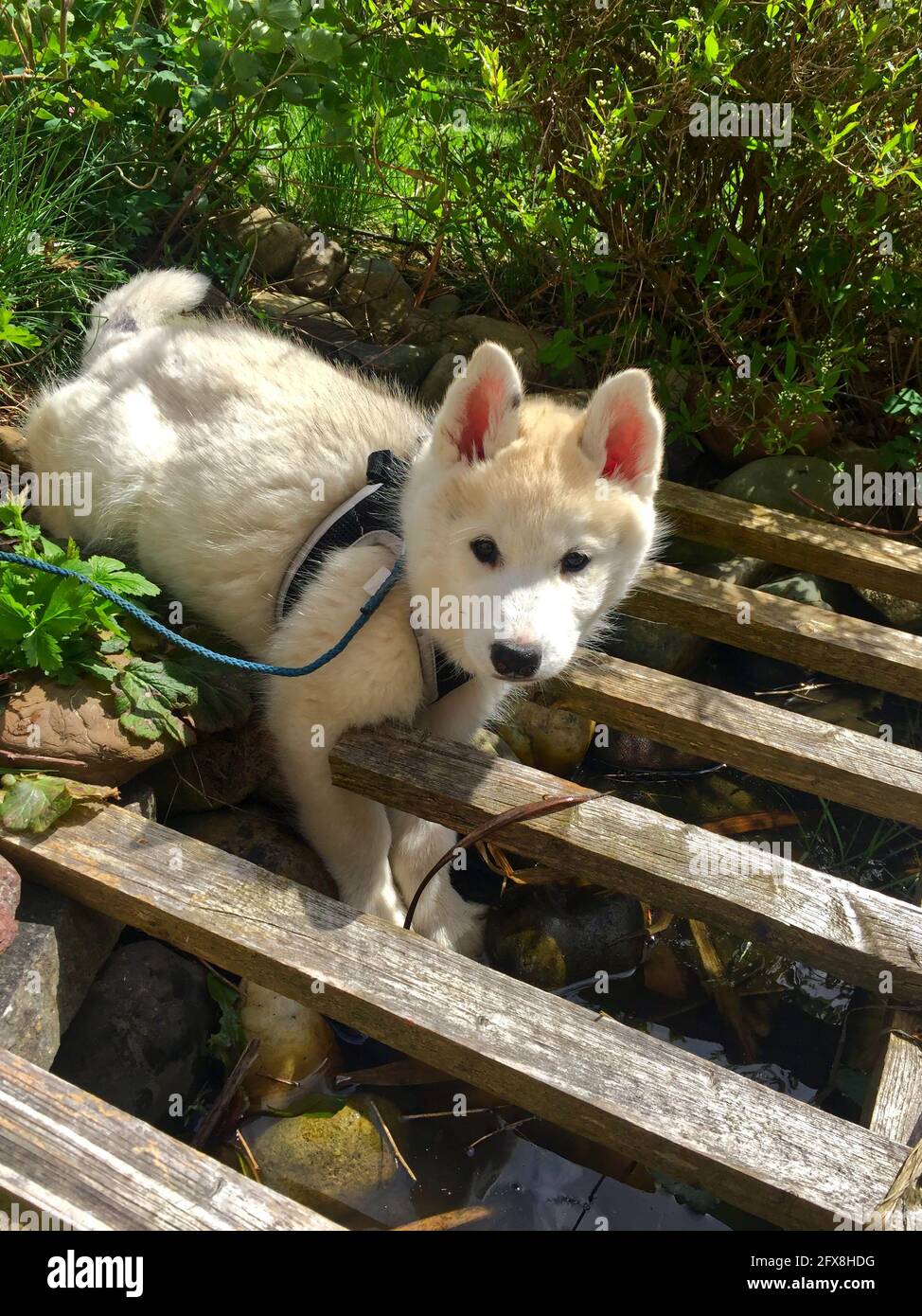 Adorable Siberian Husky stuck in between the wooden stairs Stock Photo ...
