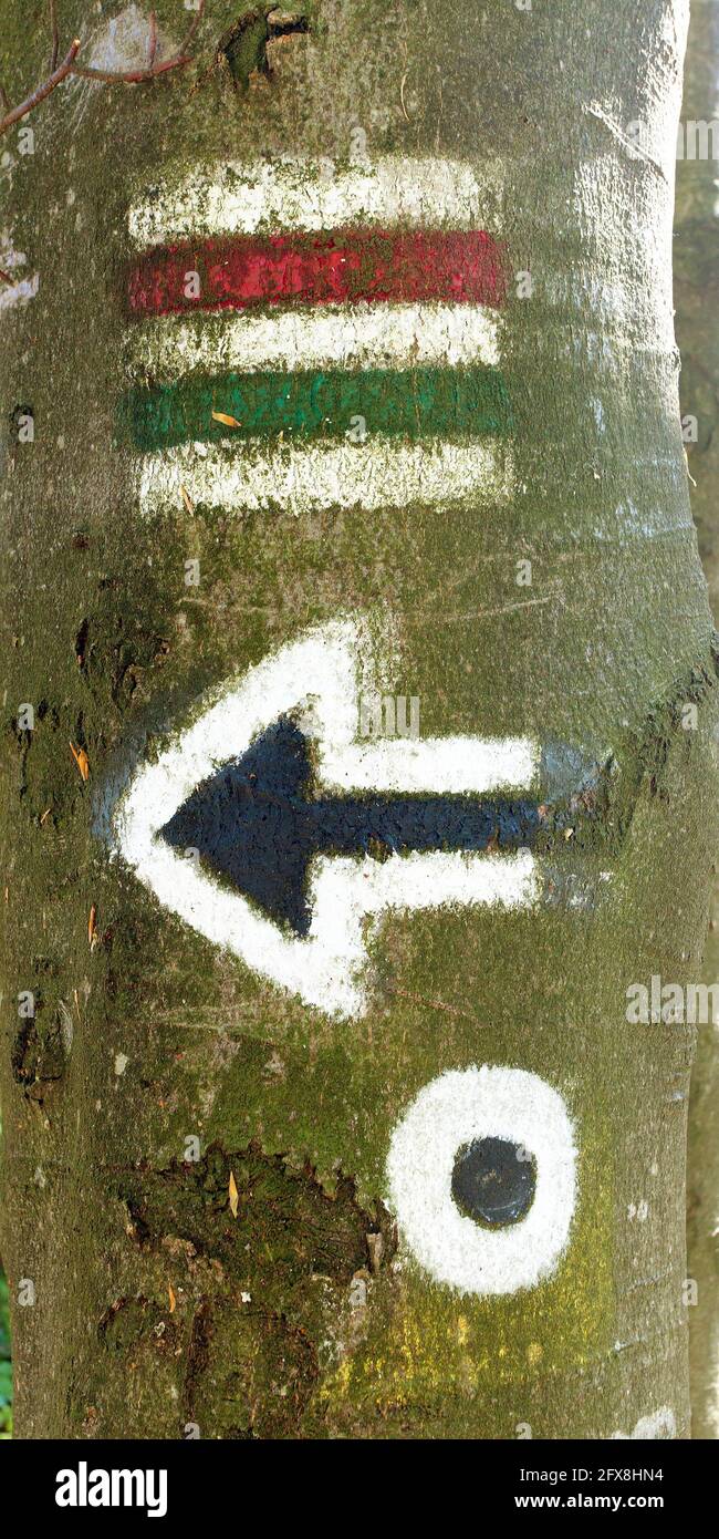 Red blue and green tourist or hiking trail signs symbols on tree trunk ...