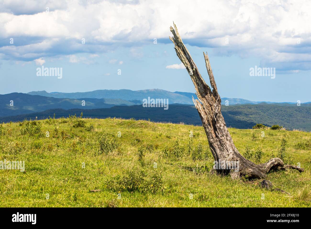 Tree trank hi-res stock photography and images - Alamy