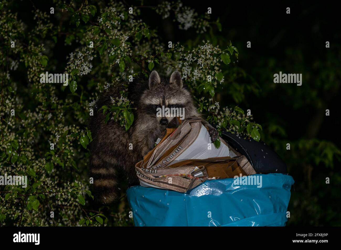 Raccoon in a trash can hi-res stock photography and images - Alamy