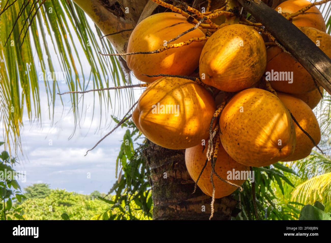Unripe coconut, sprouts of coconut fruit. Indonesia Stock Photo - Alamy