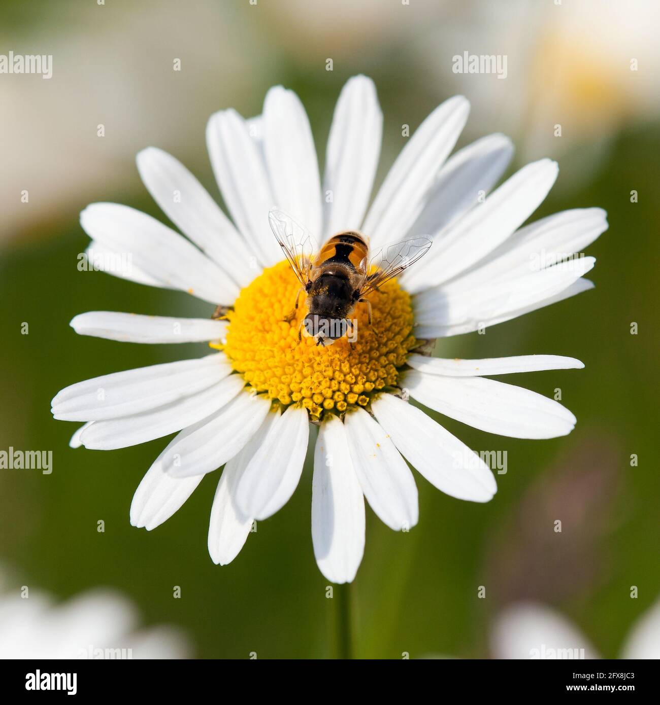 detail of golden bee or honeybee in Latin Apis Mellifera, european or ...