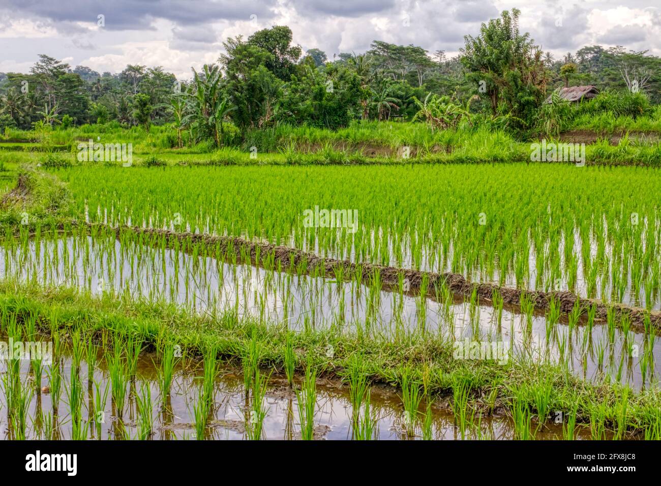 Asian rice fields. Growing a crop in water. Indonesia. Village life ...
