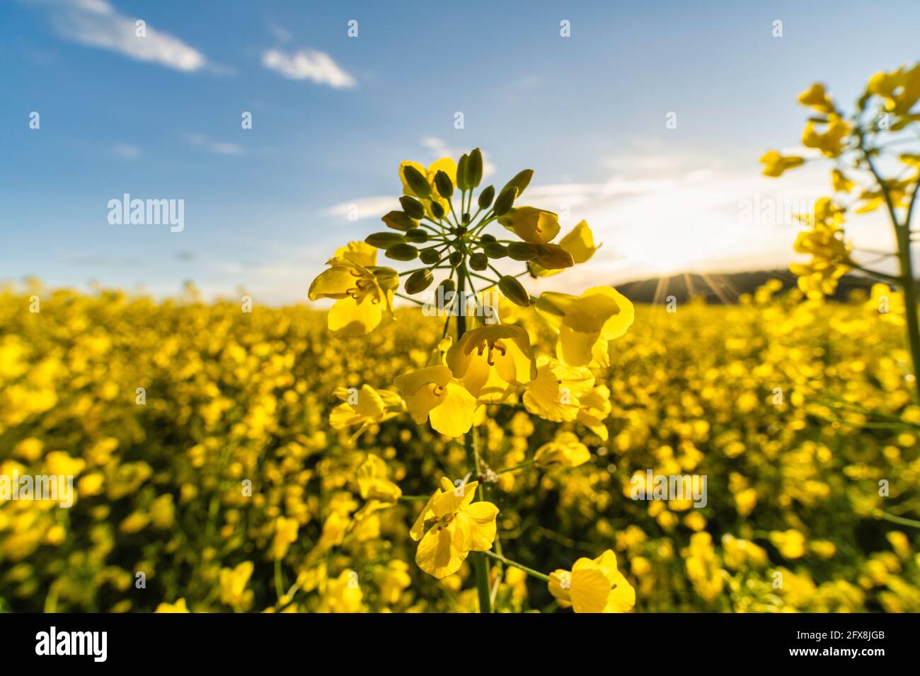 Raps Rapeseed Rapsfeld Stock Photo - Alamy