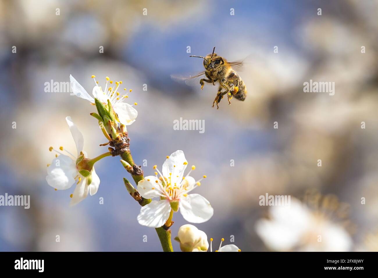 Honey Bee flying to the white flower Stock Photo - Alamy