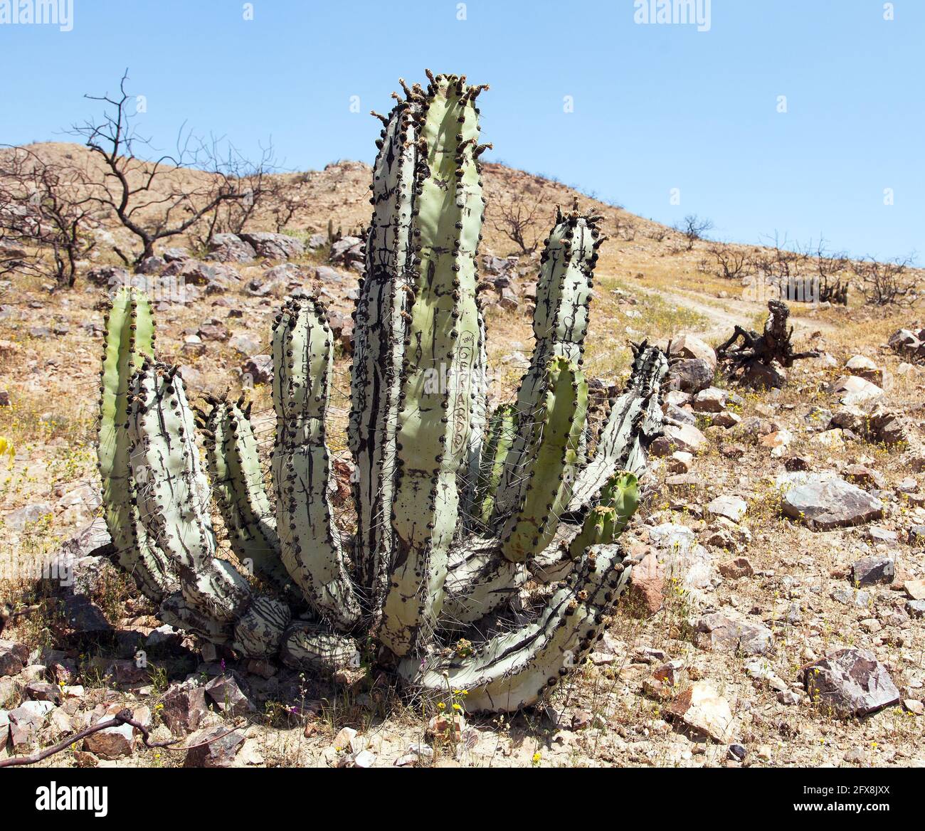 Cactus in desert landscape near Cerro Blanco, Nazca, Peru Stock Photo ...