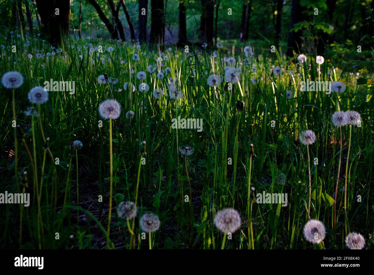 Forest lawn with fluffy dandelions on a spring day Stock Photo - Alamy