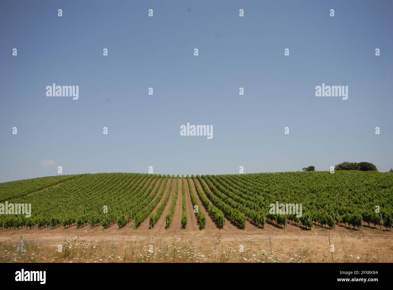 Vigneto hi-res stock photography and images - Alamy