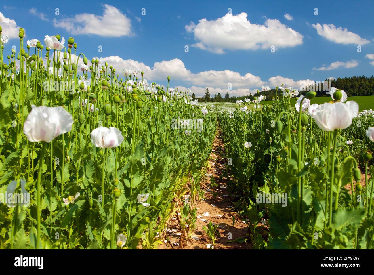 Detail of flowering opium poppy in Latin papaver somniferum with pathway, poppy field, white ...
