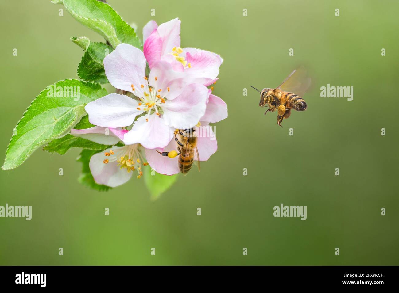 Flying honey bee collecting bee pollen from apple blossom. Bee ...