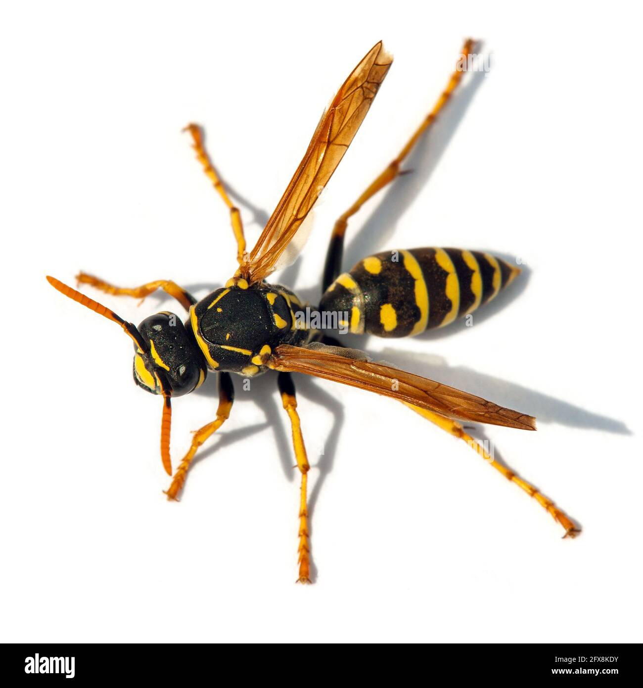 European wasp German wasp or German yellowjacket isolateed on white ...