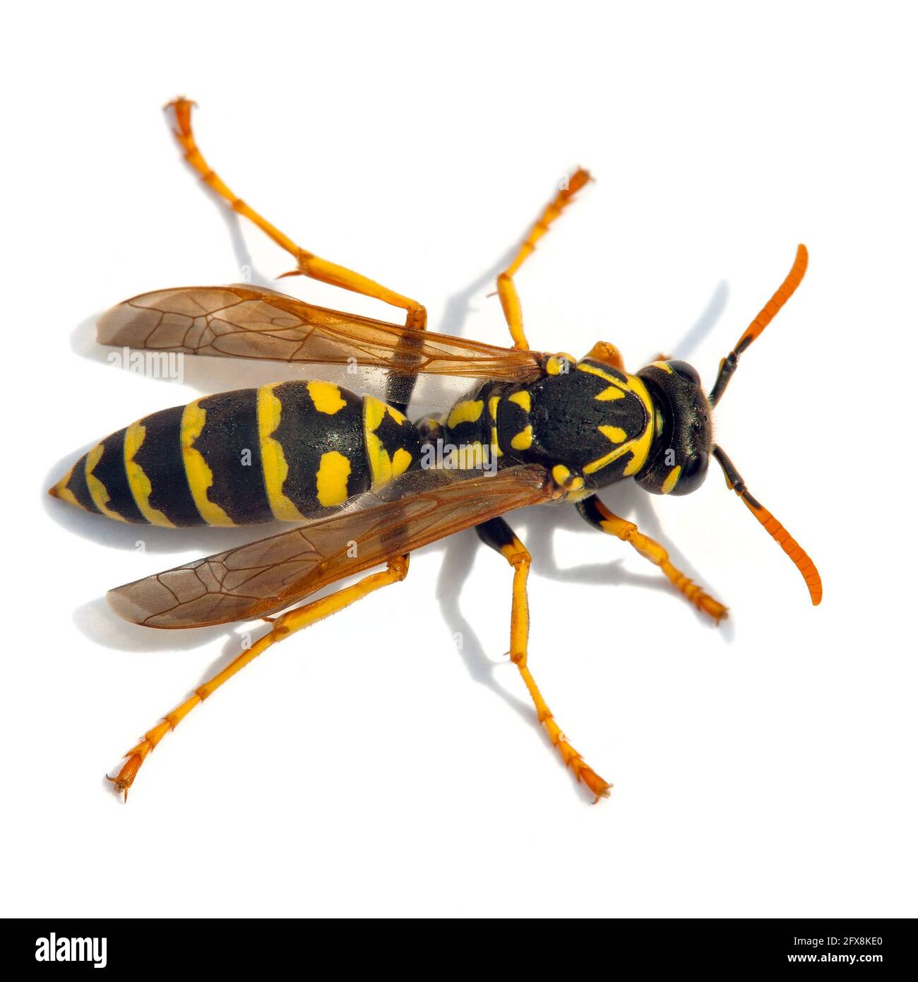 European wasp German wasp or German yellowjacket isolateed on white ...