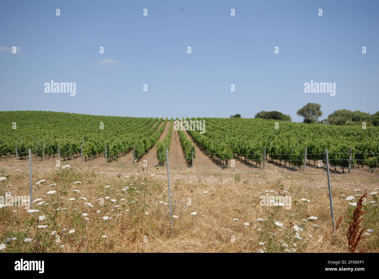Vigneti vigneto hi-res stock photography and images - Alamy