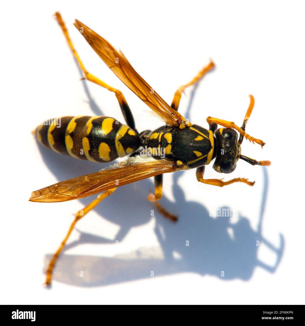 European wasp German wasp or German yellowjacket isolateed on white ...