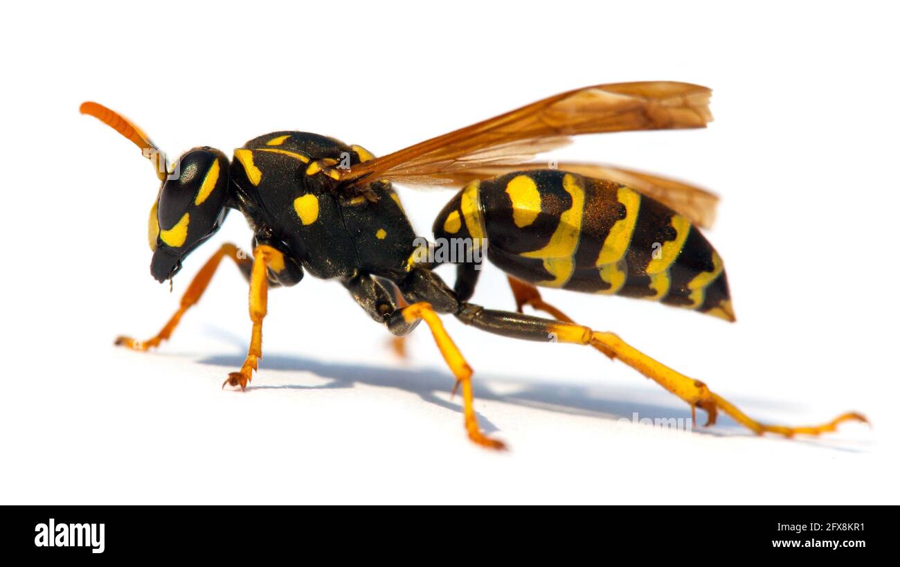 European wasp German wasp or German yellowjacket isolateed on white ...