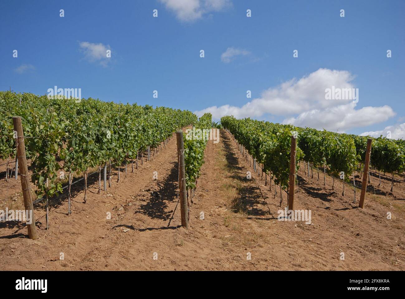 Vigneti in Sardegna, Italia Stock Photo - Alamy