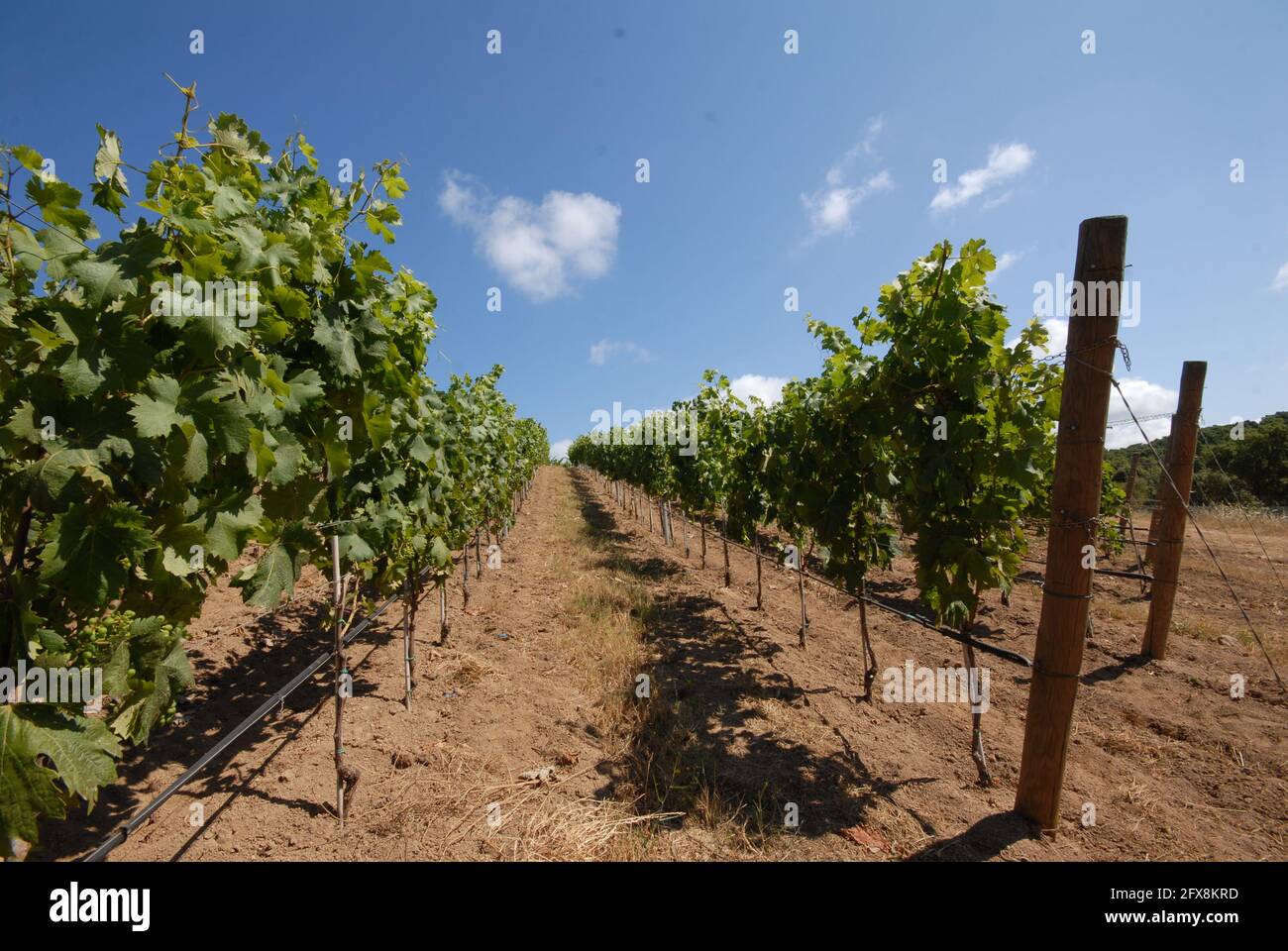 Vigneti hi-res stock photography and images - Alamy