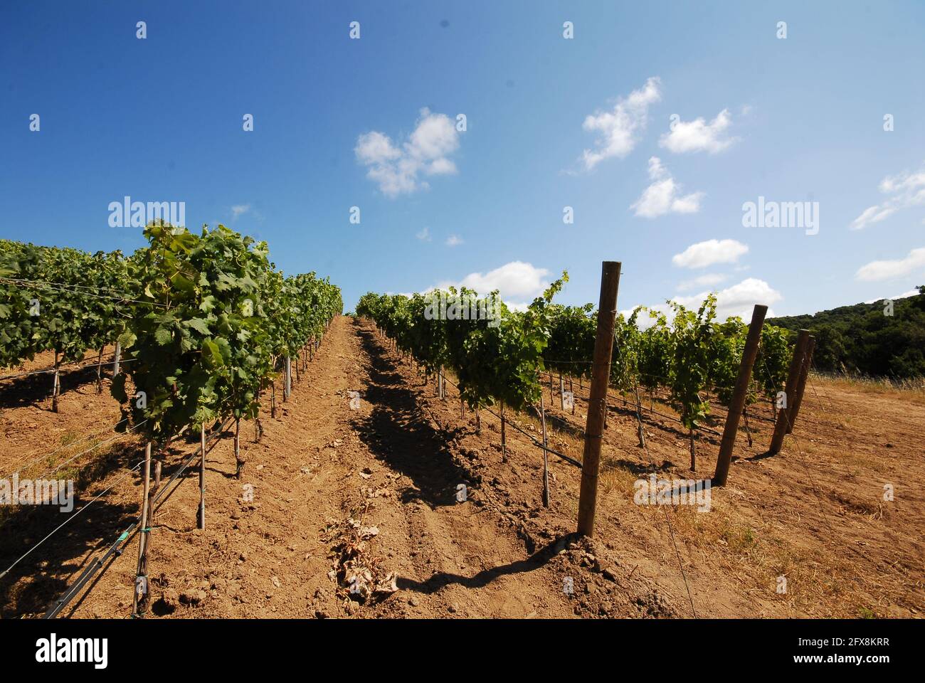 Vigneti hi-res stock photography and images - Alamy