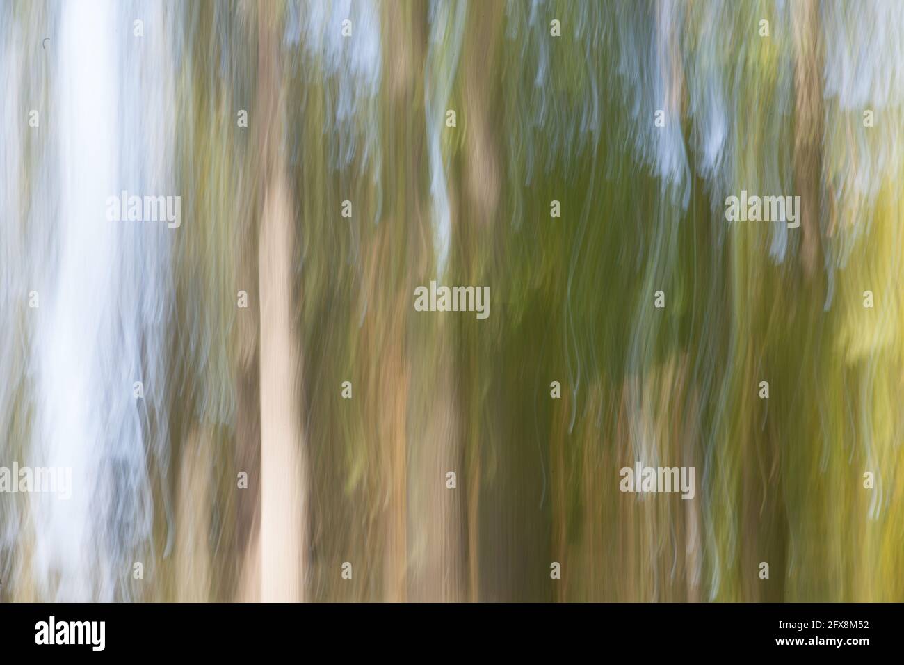 Blurry and distorted trees in a park, motion blur Stock Photo - Alamy