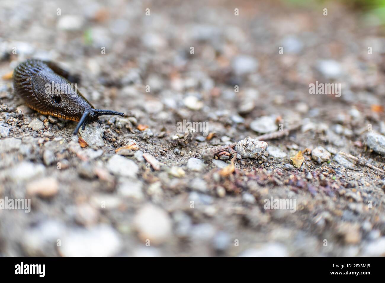 Dark land slug sliding on the ground Stock Photo - Alamy