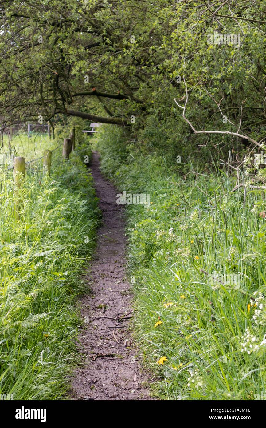 Footpath in a forest with a bench at the end Stock Photo - Alamy