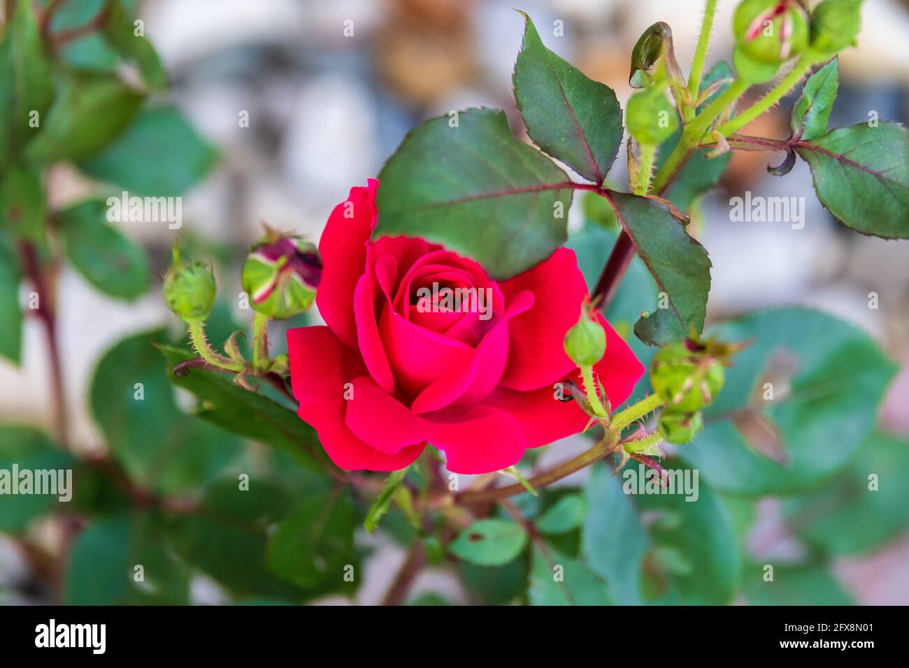 the first red rose to open in the spring is a marvelous thing every ...