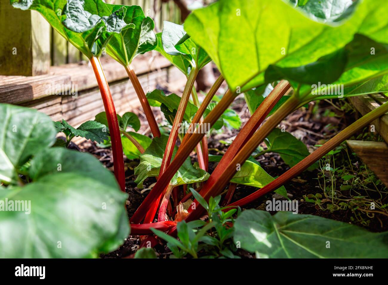 Rhubarb growing in the garden during spring Stock Photo - Alamy