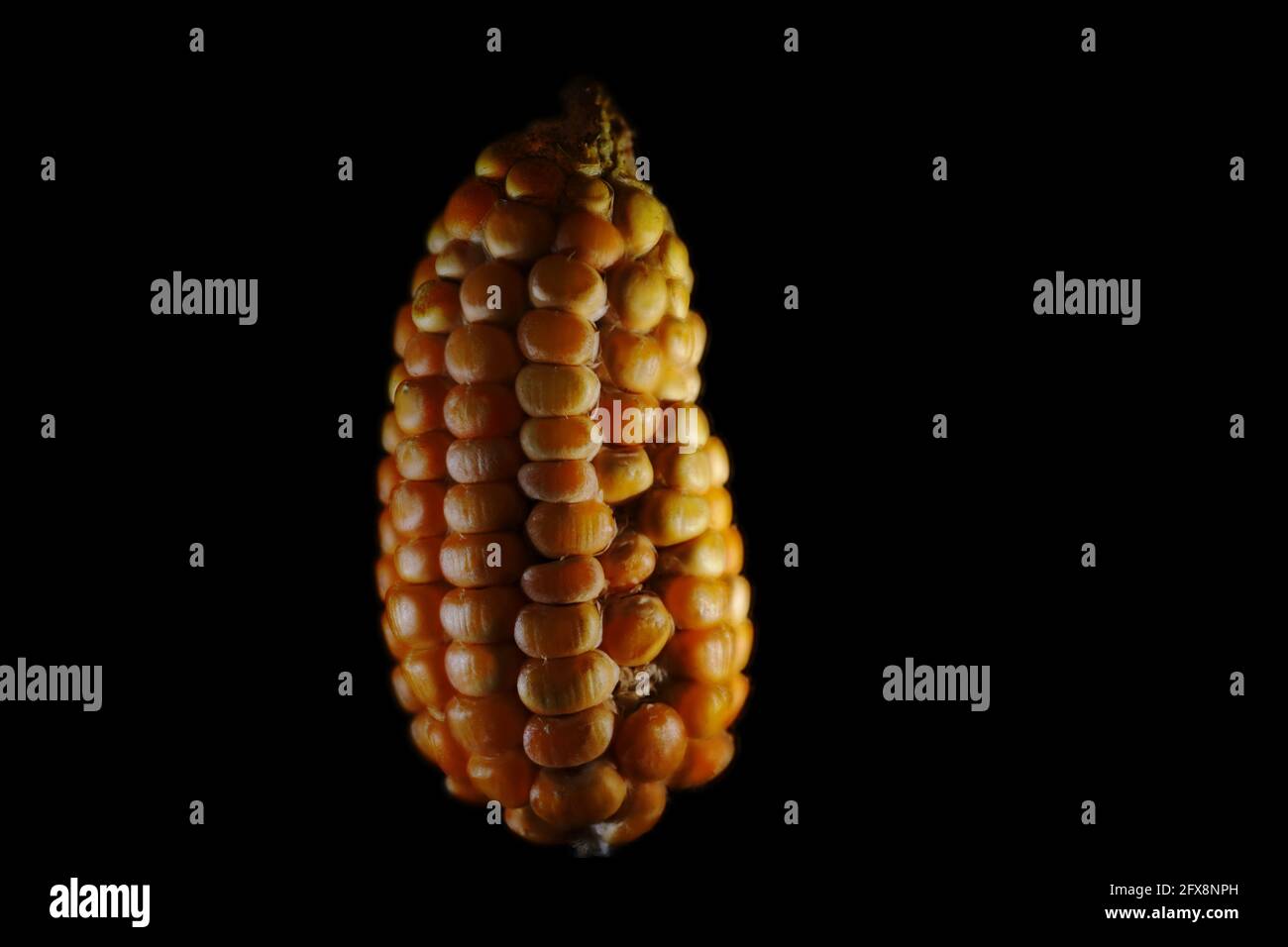 Dry corn, front view on black background Stock Photo - Alamy