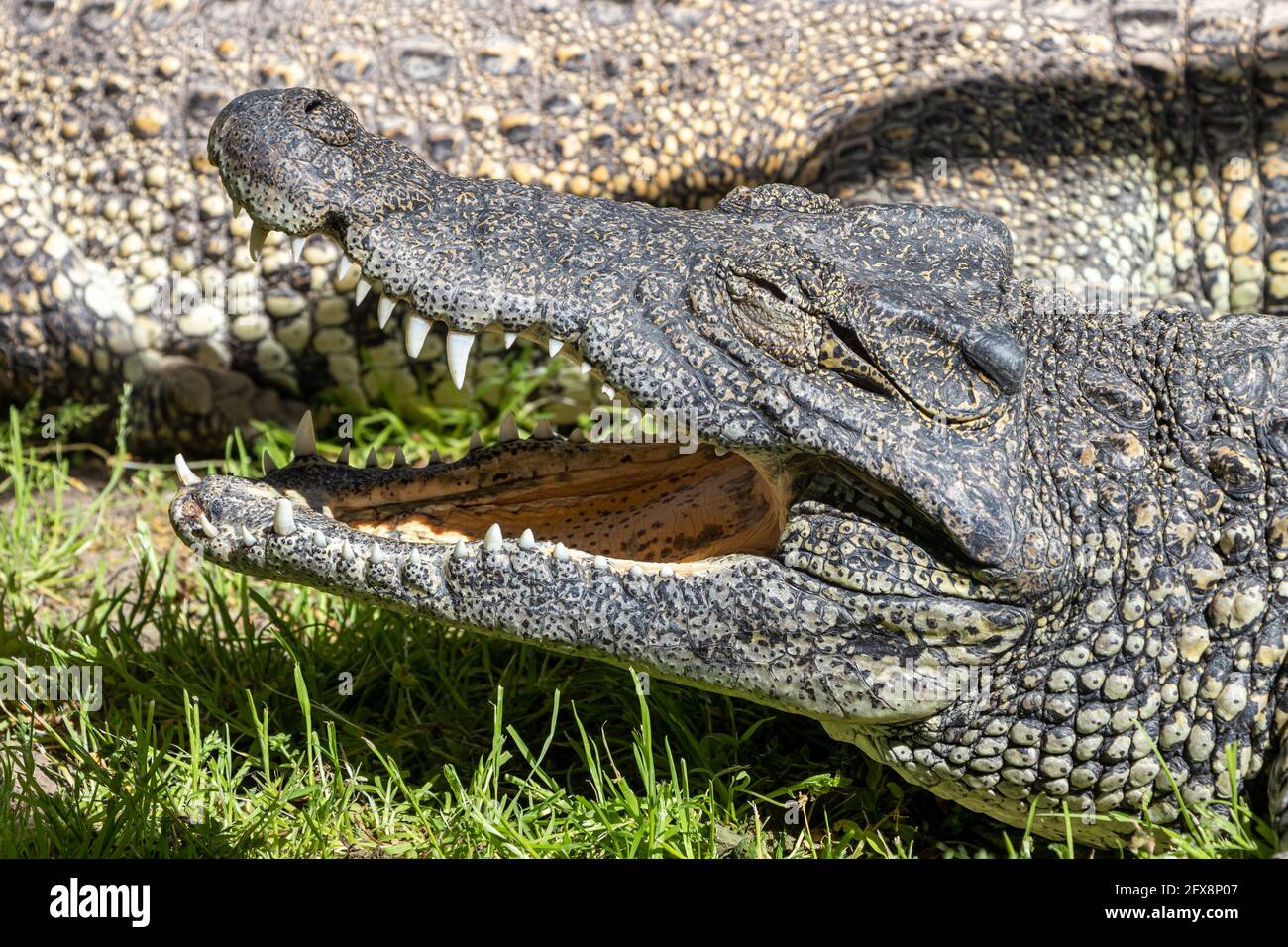 The Cuban crocodile (Crocodylus rhombifer), small species of crocodile ...
