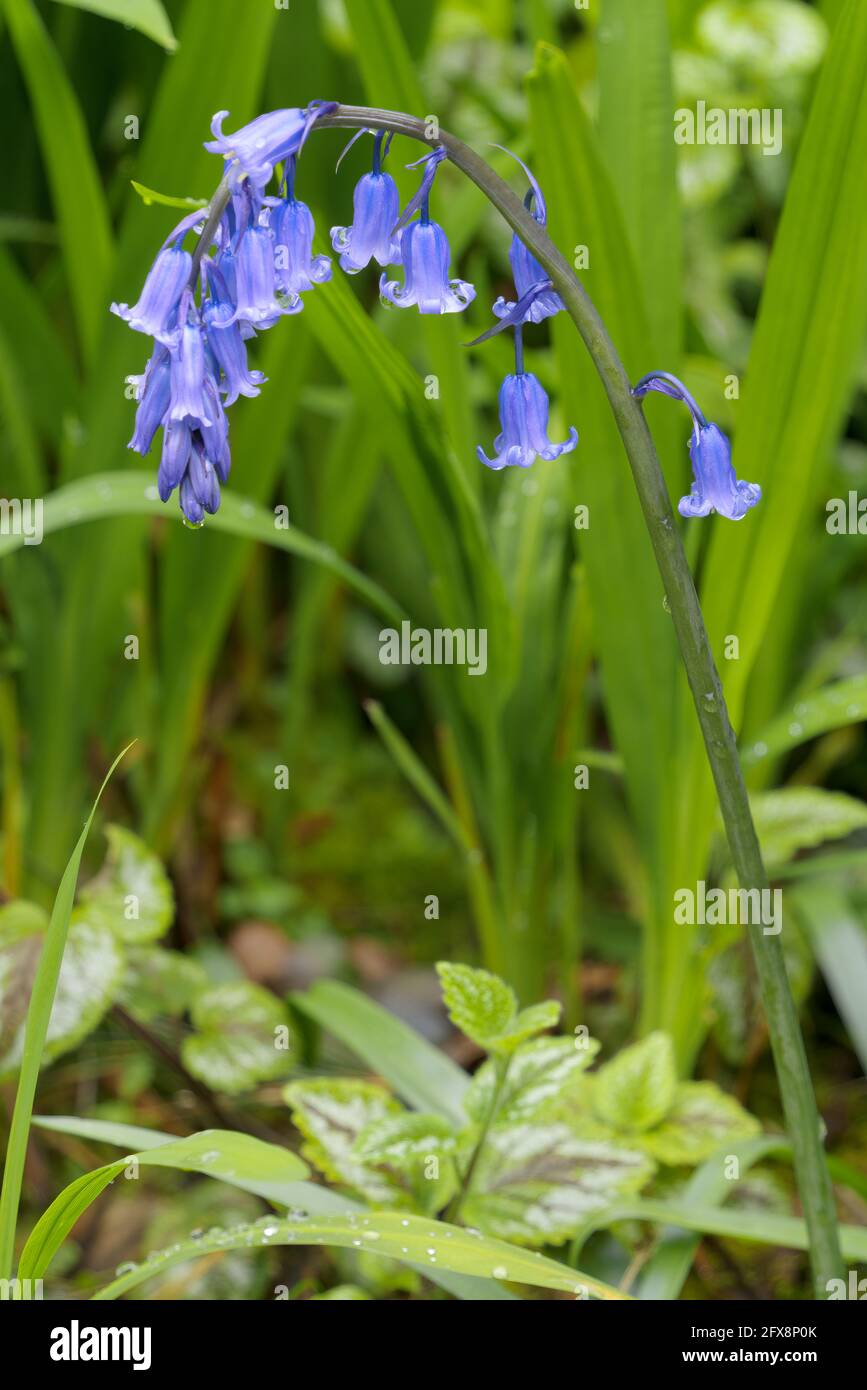 A single Bluebell stem flowering in springtime in a shady spot in ...