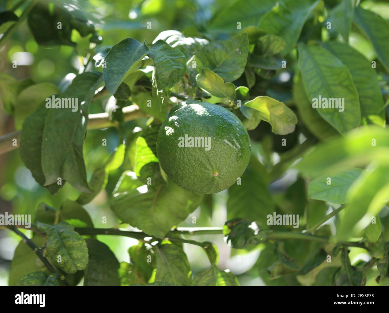 Citrus Fruit Green Large