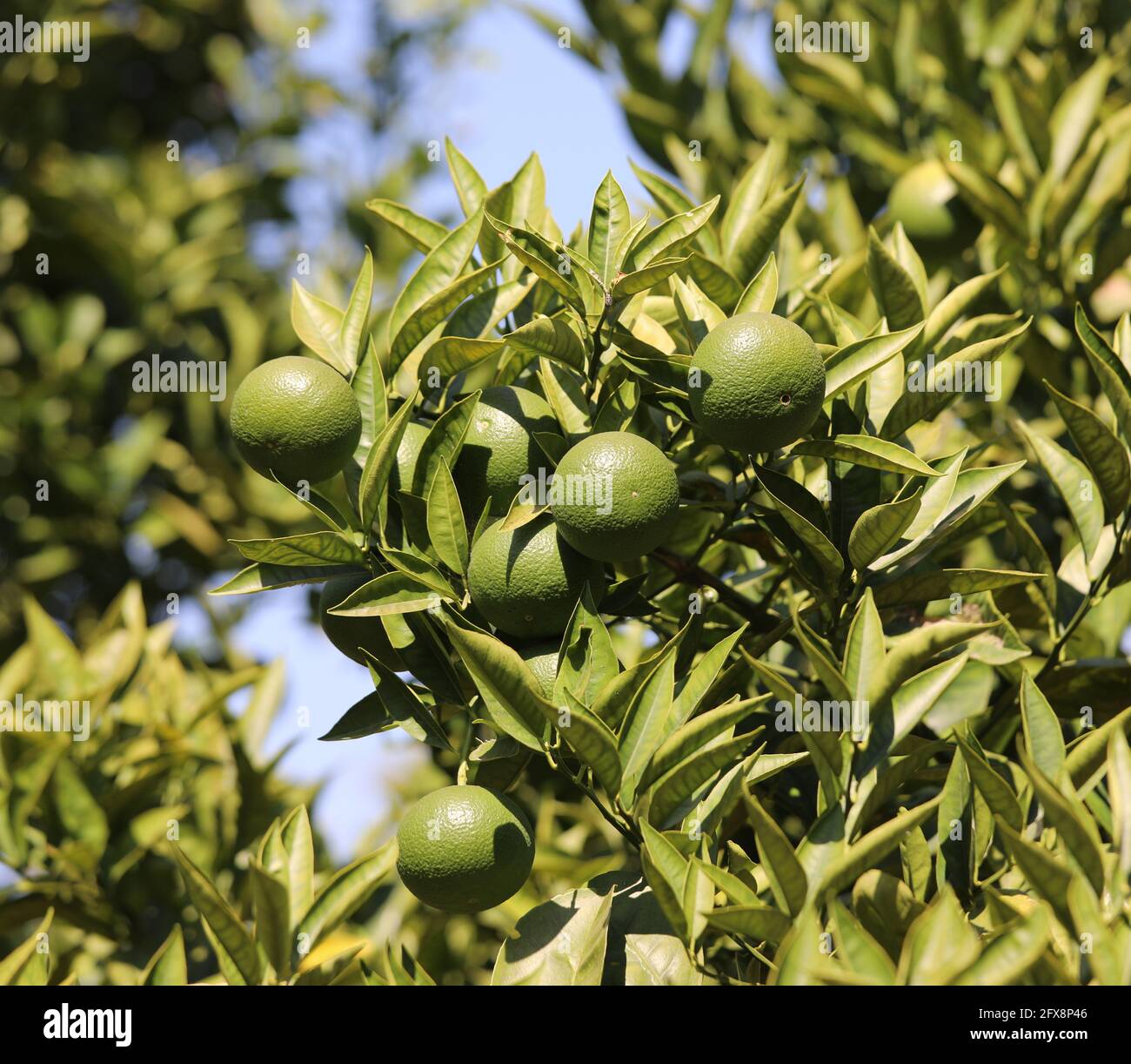 Calabria bergamot hi-res stock photography and images - Alamy