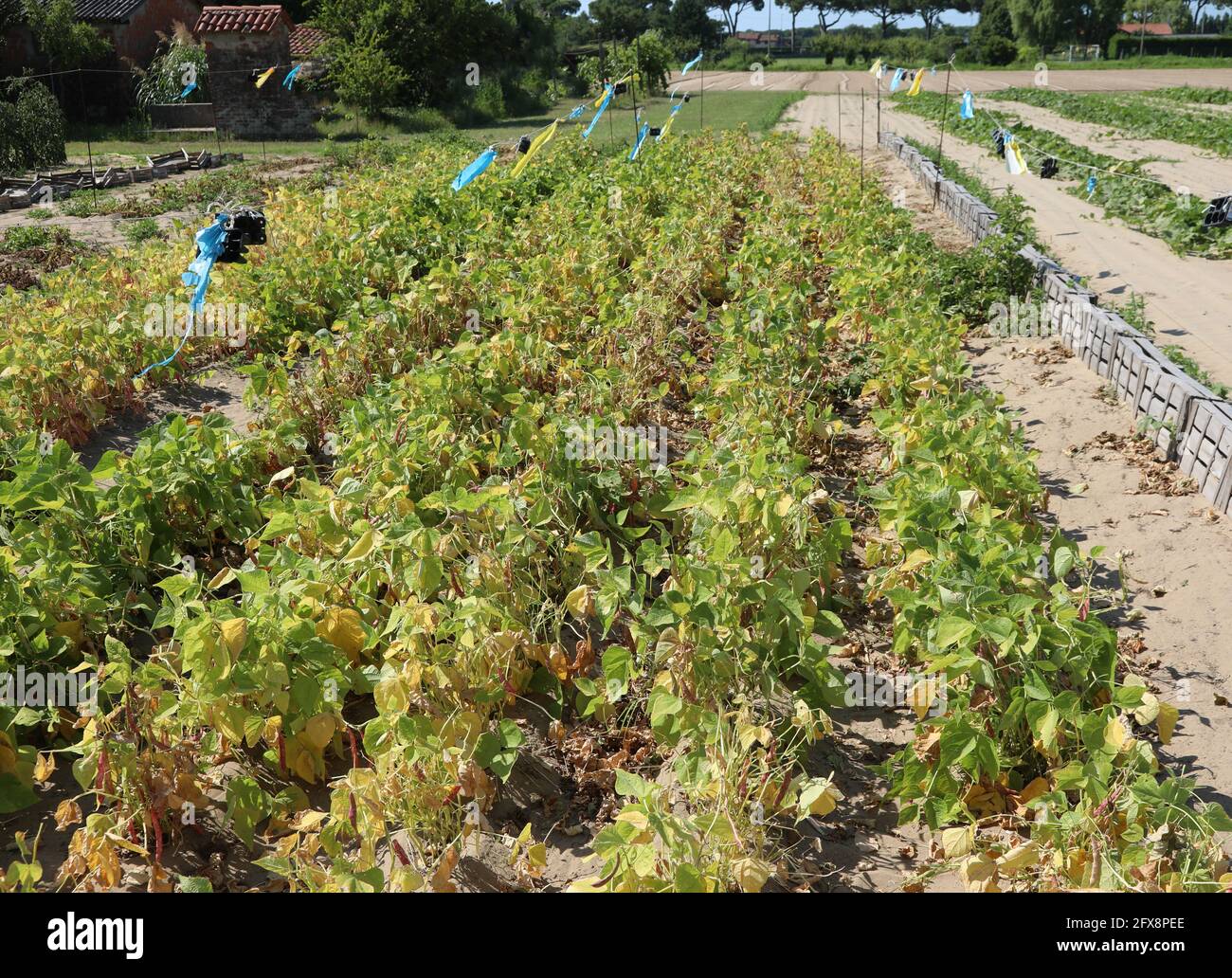 field with many beans grown on the sandy soil which makes it very ...