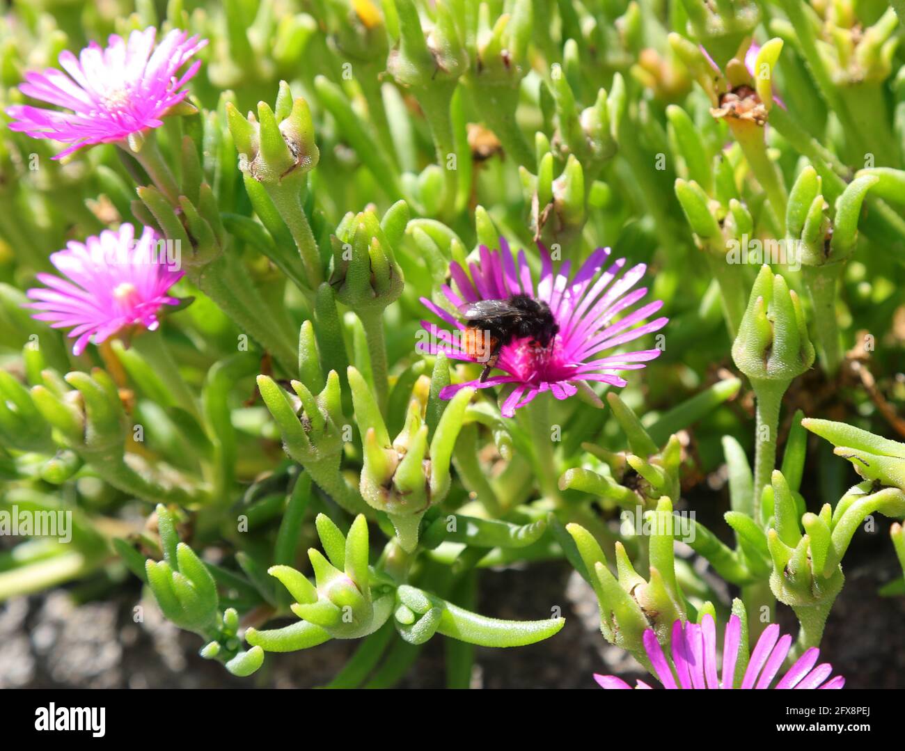large hornet insect that sucks nectar from flowers and thus helps plant ...
