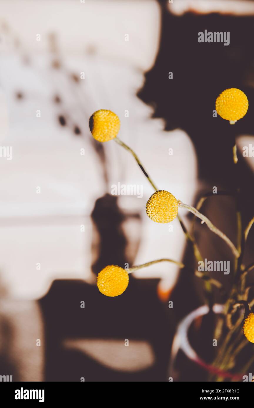 Craspedia globosa dry flowers Stock Photo - Alamy