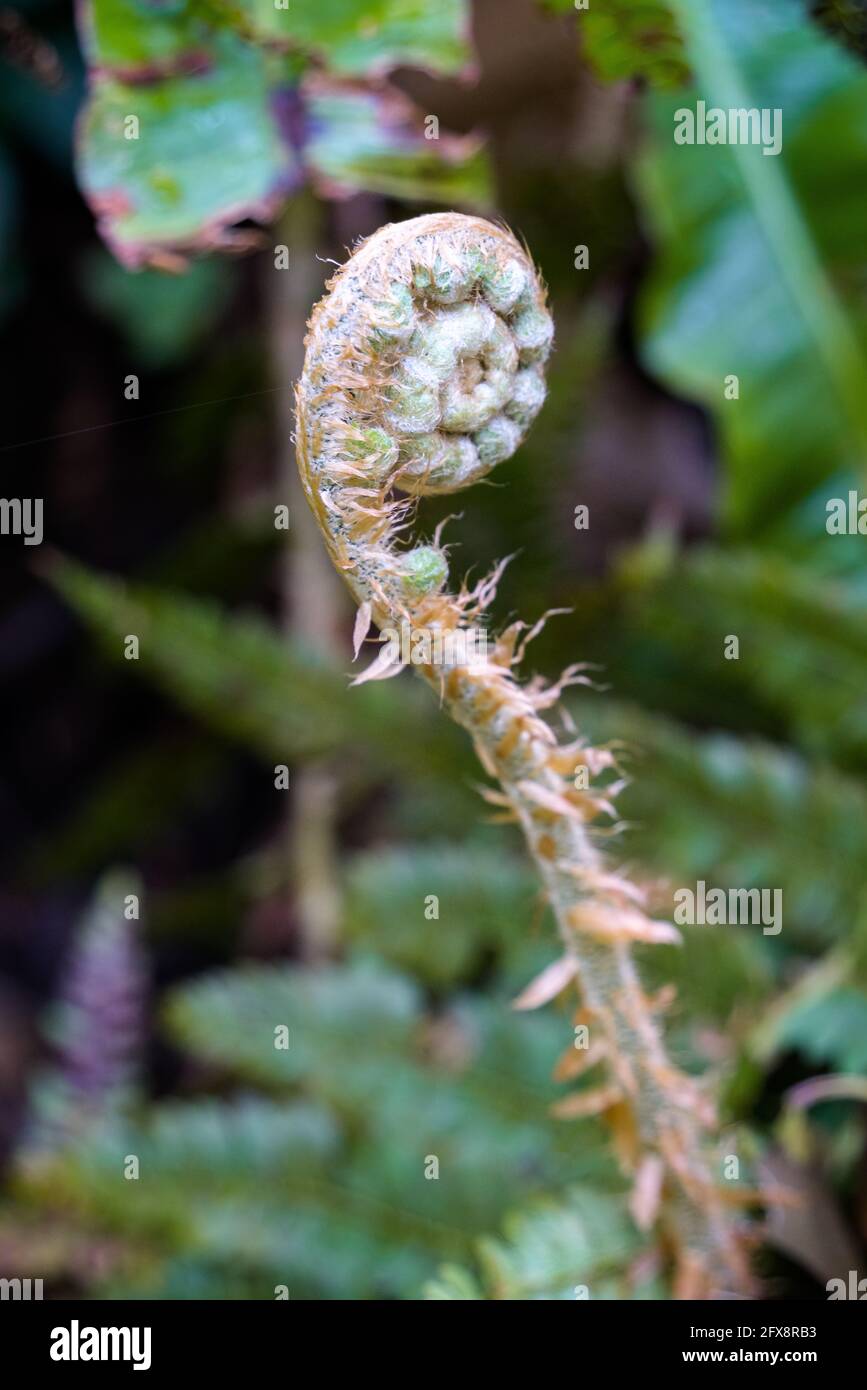 Emerging Fern shoot growing vigorously in springtime in Cornwall Stock ...
