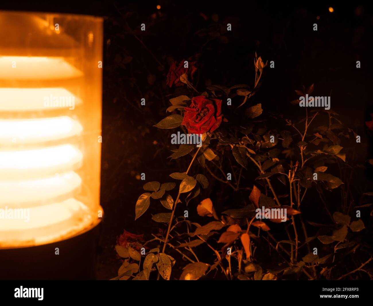 Rose night light hi-res stock photography and images - Alamy