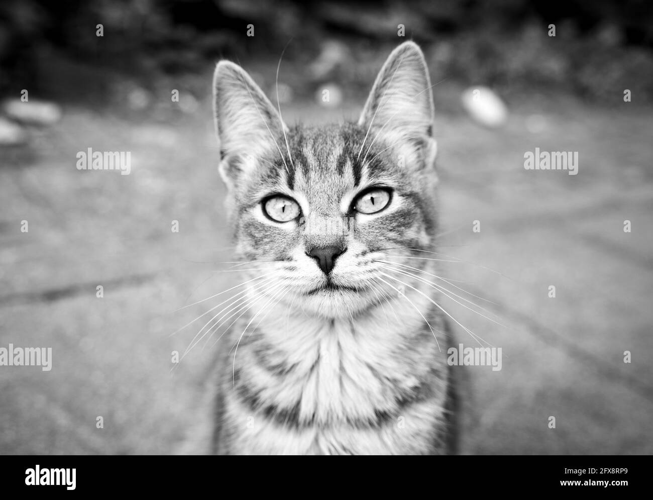 Cats picture Black and White Stock Photos & Images - Alamy