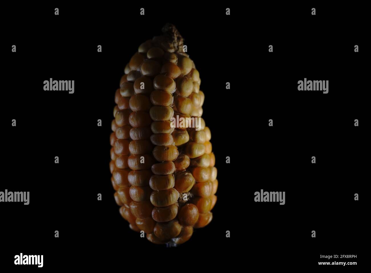 Dry corn, front view on black background Stock Photo - Alamy