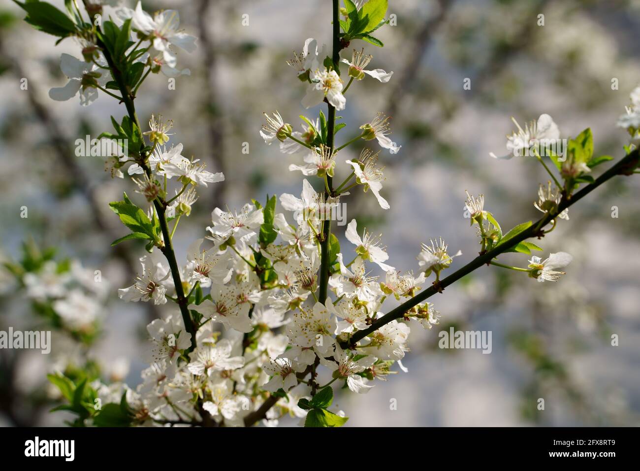 Beautiful picture of flowers hi-res stock photography and images - Alamy